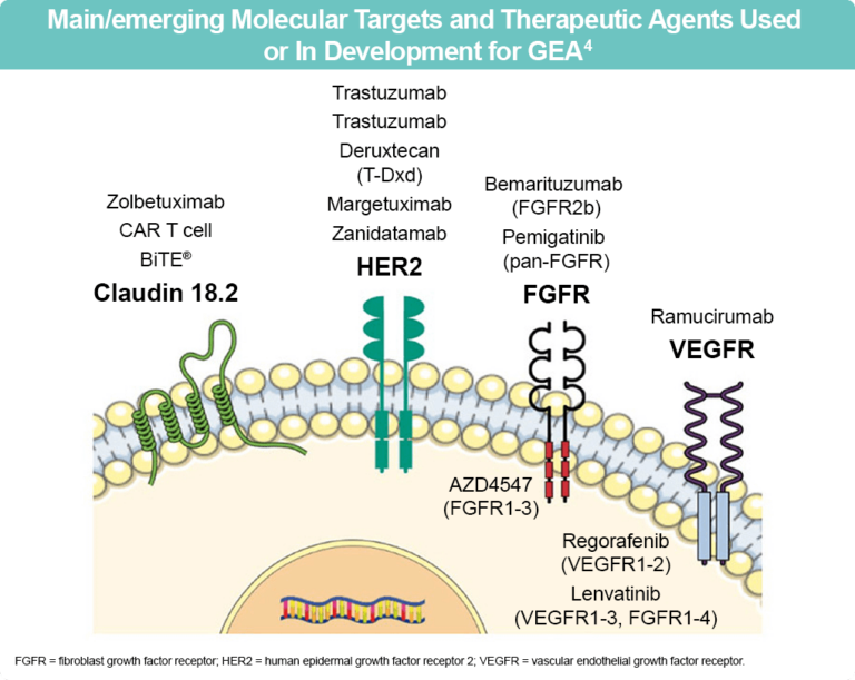 Pathogenesis – HER2